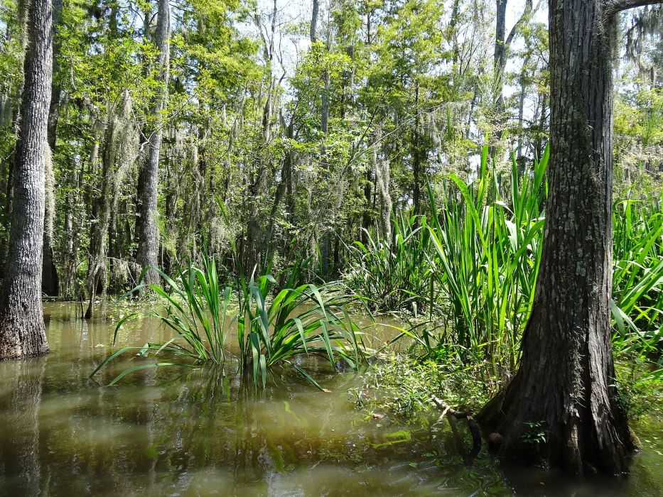 Swamp Boat & Whitney Museum Plantation | N'awlins Luxury Tours